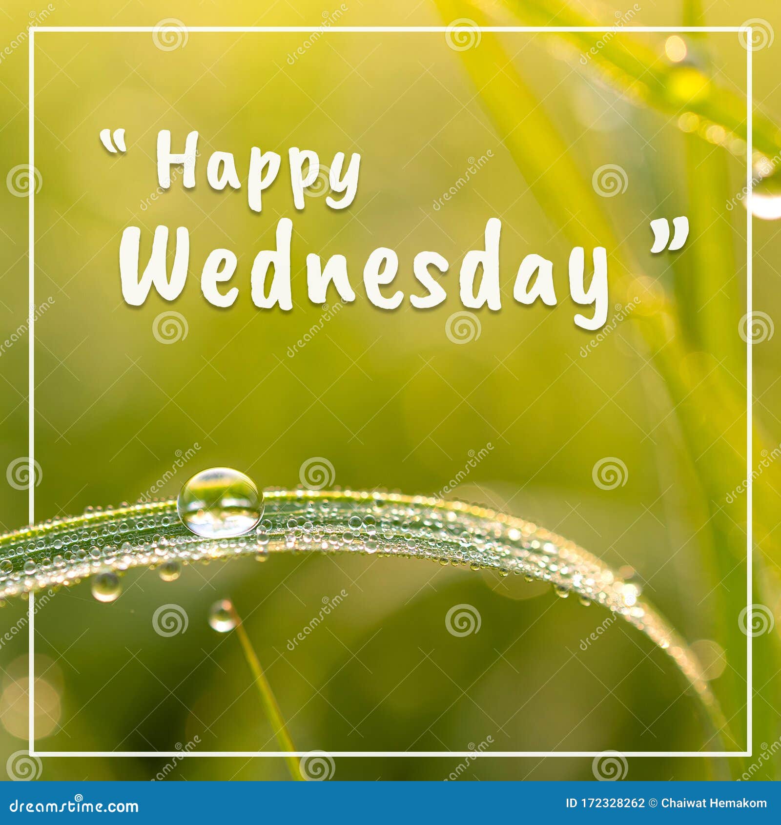 Happy Wednesday Words and Dew on the Grasson, on Green Background Stock ...