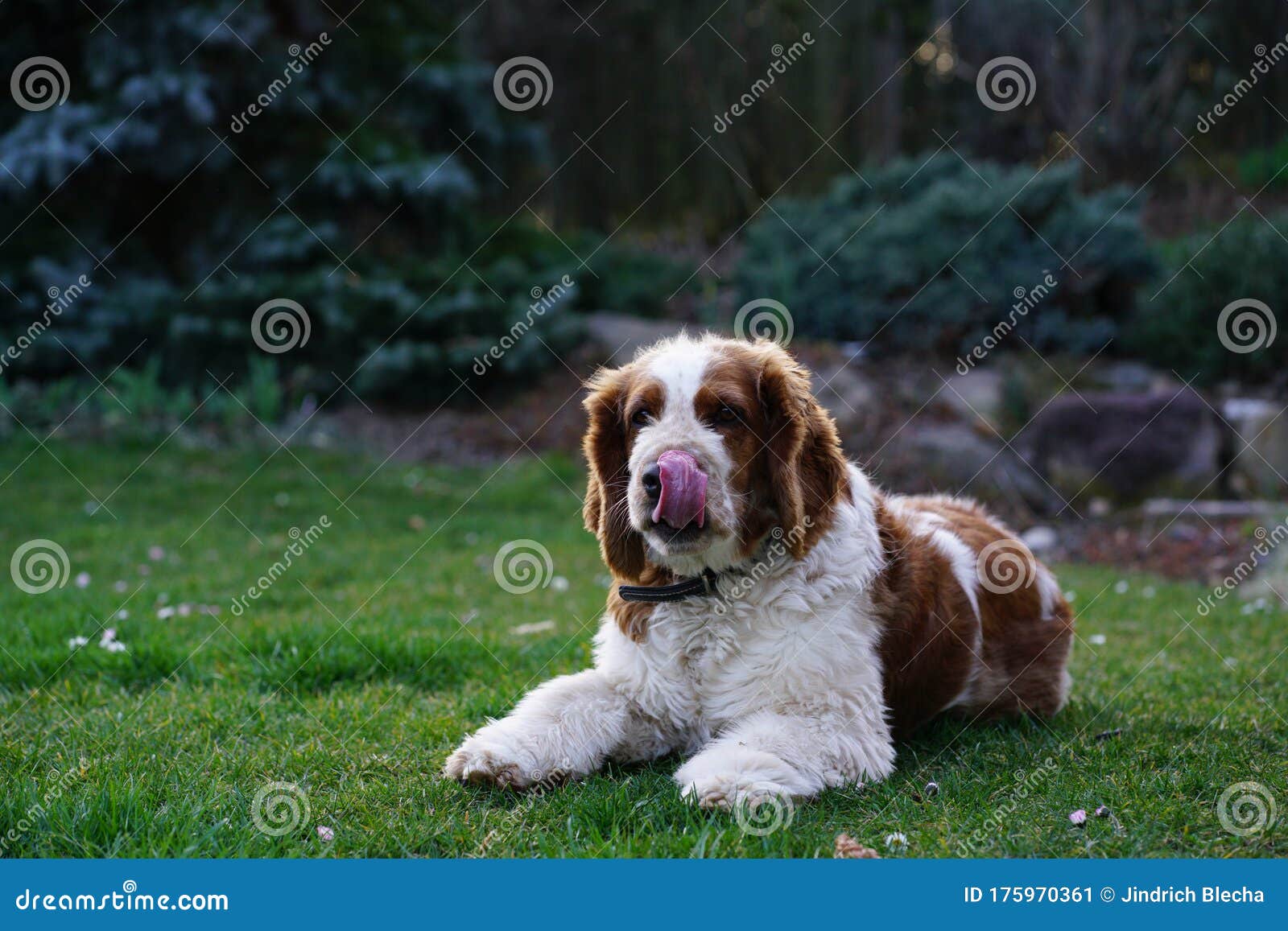Happy Welsh Springer Spaniel on Sunny Day Stock Image - Image of ...