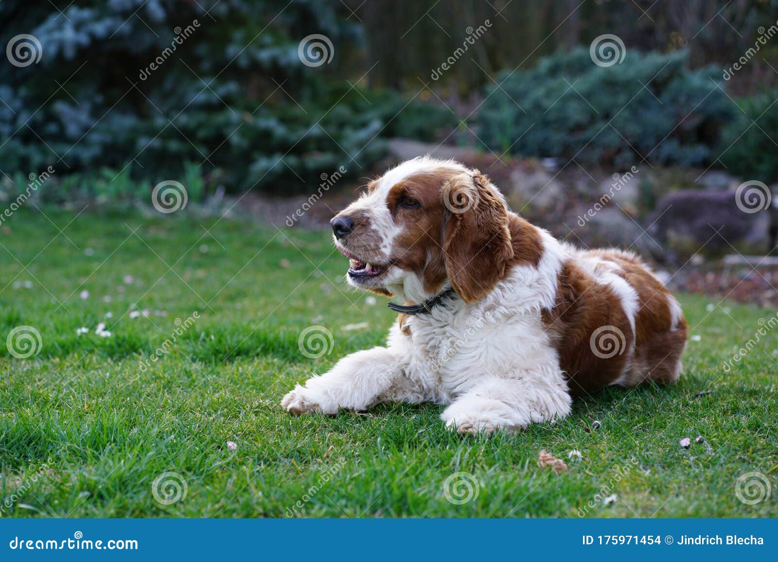 Happy Welsh Springer Spaniel on Sunny Day Stock Photo - Image of forest ...