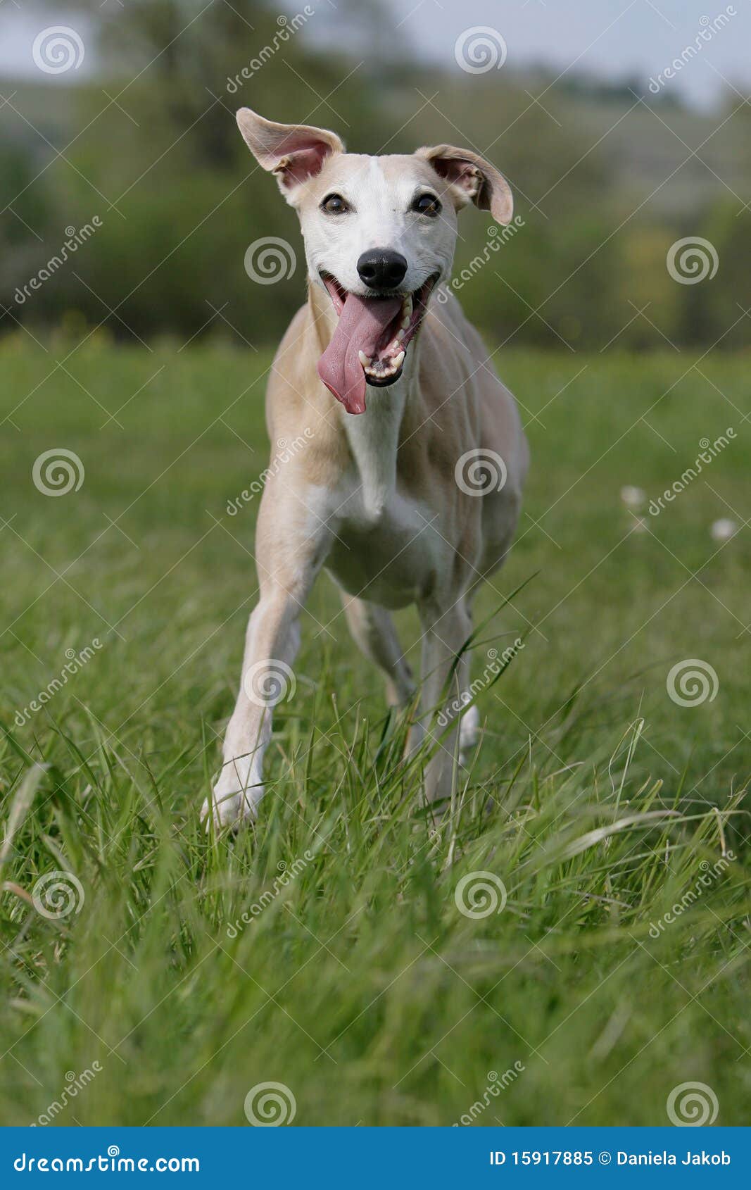 Happy whippet stock image. Image of beige, haired, look - 15917885