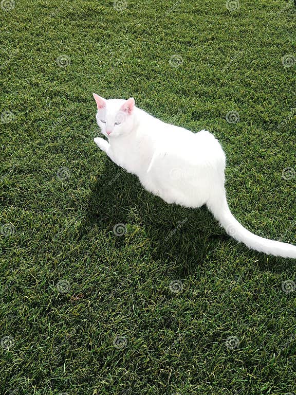 A Happy White Cat Playing on the Grass Stock Photo - Image of playing ...