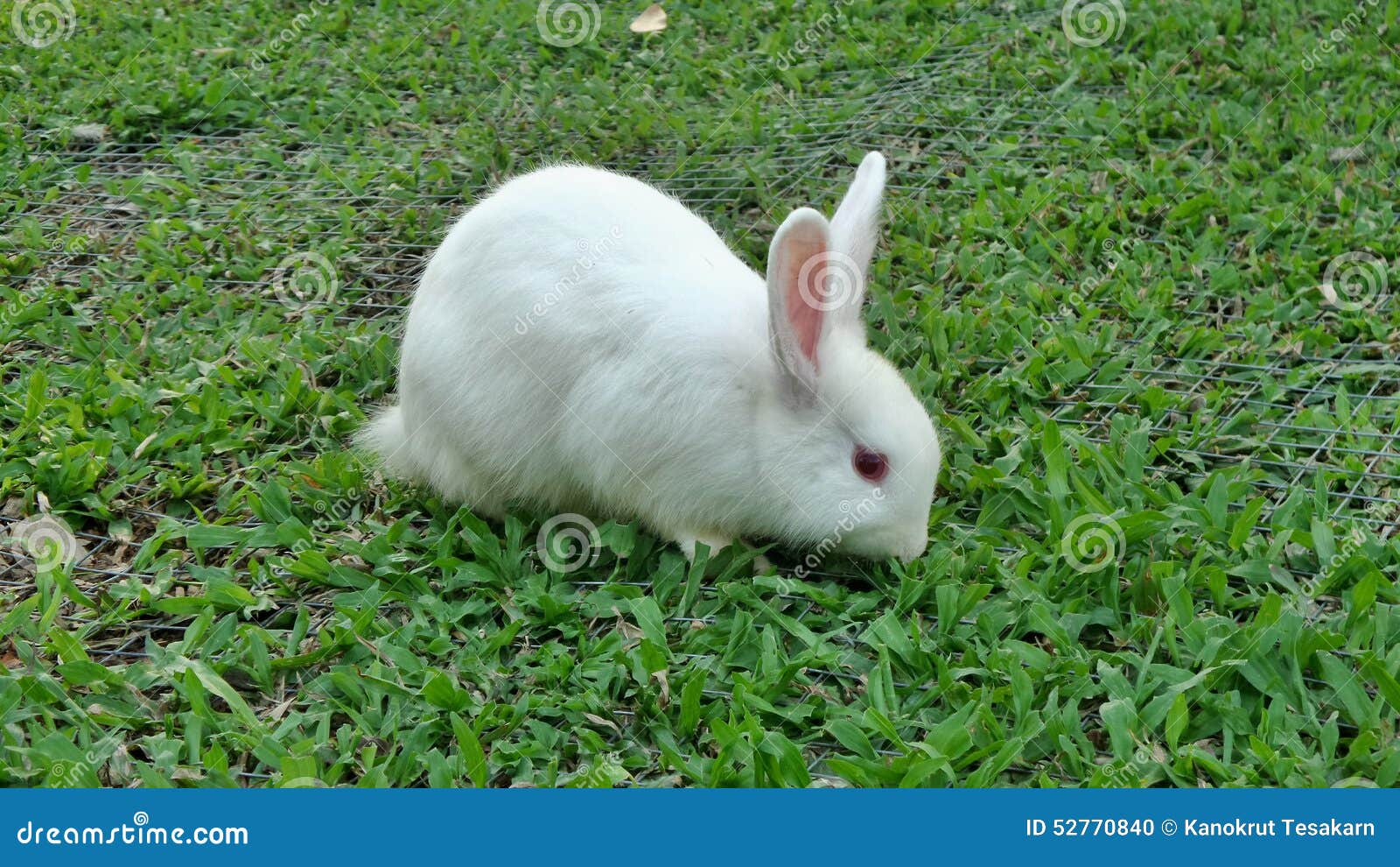 Happy White Rabbit Eating Green Grass Stock Photo - Image of rabbit ...