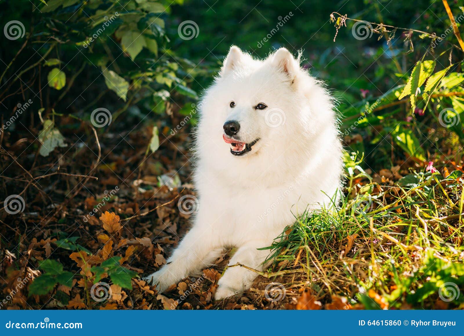 Happy White Samoyed Dog Sitting in Tree in Park Stock Photo - Image of ...