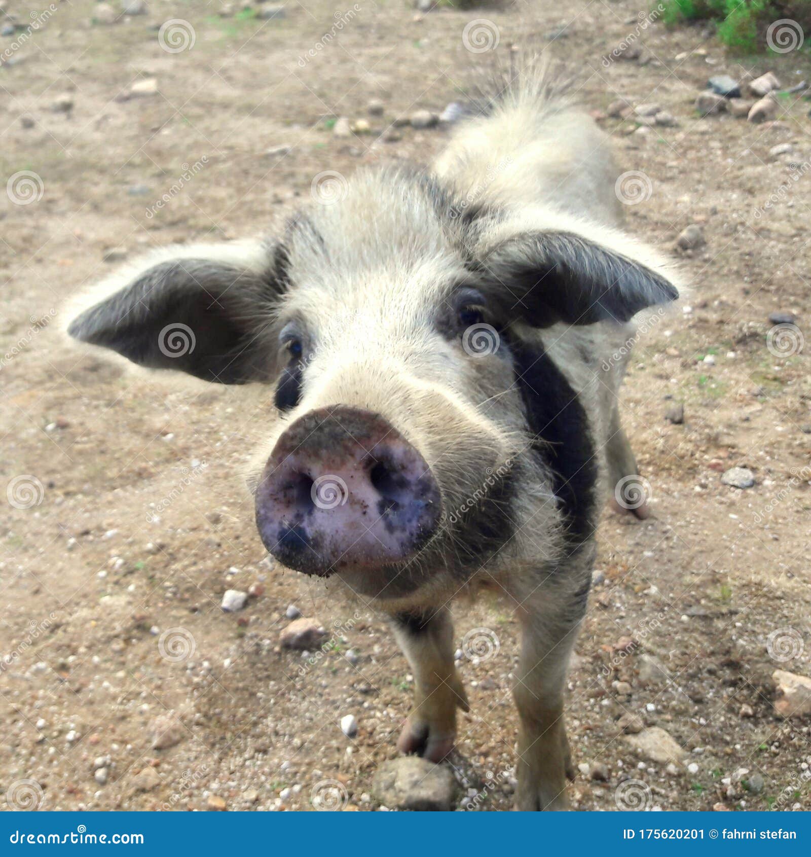 Happy Wild boar in nature stock image. Image of sardinia - 175620201