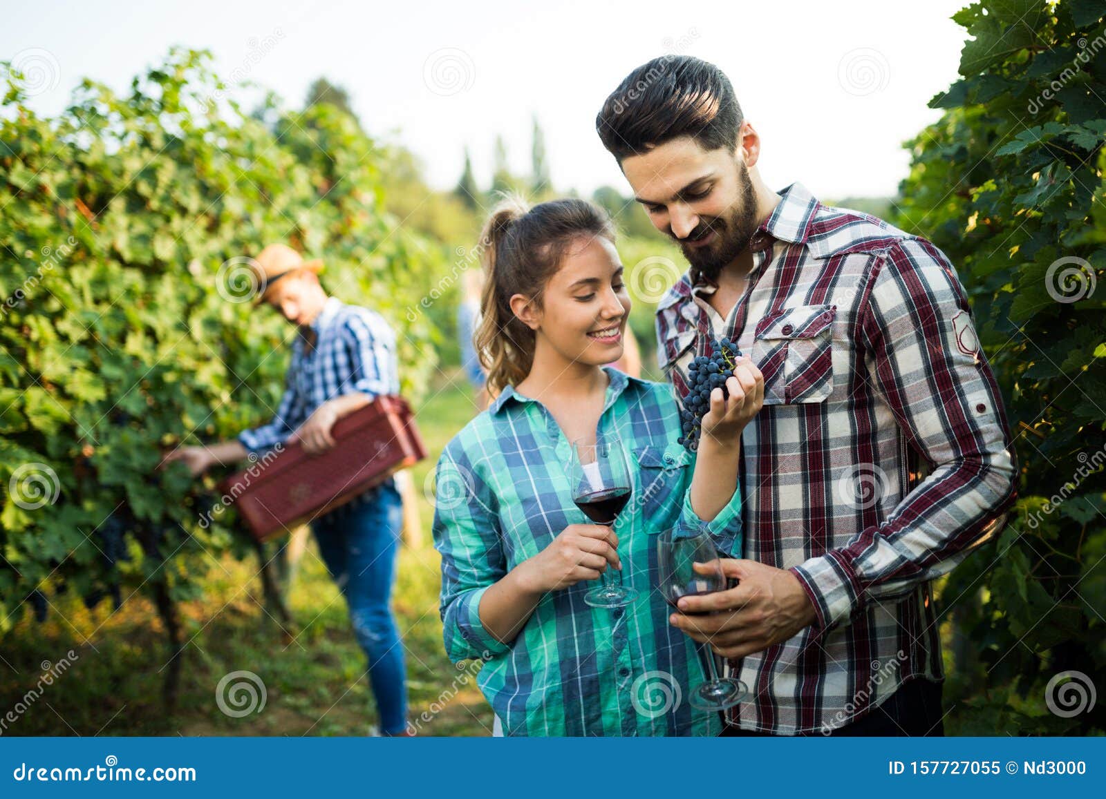 Young Wine Growers Tasting Wine in Vineyard Stock Image - Image of farm ...