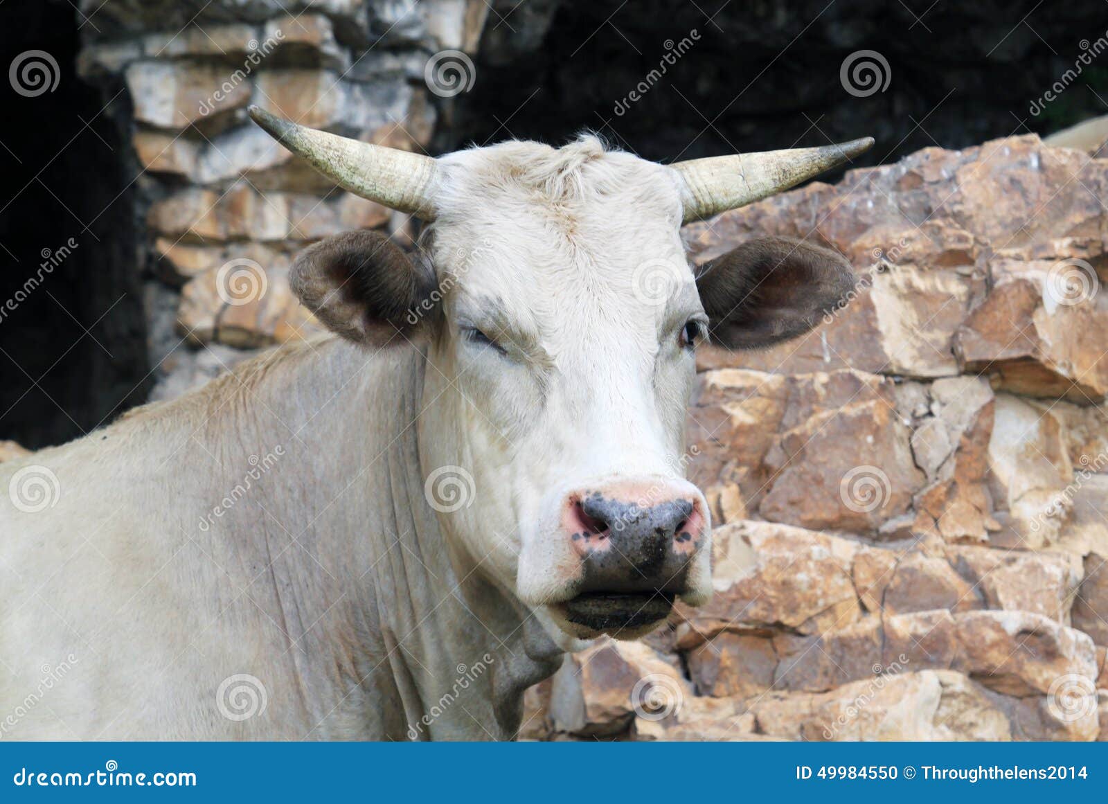 Happy Winking Cow stock illustration. Image of cattle - 49984550