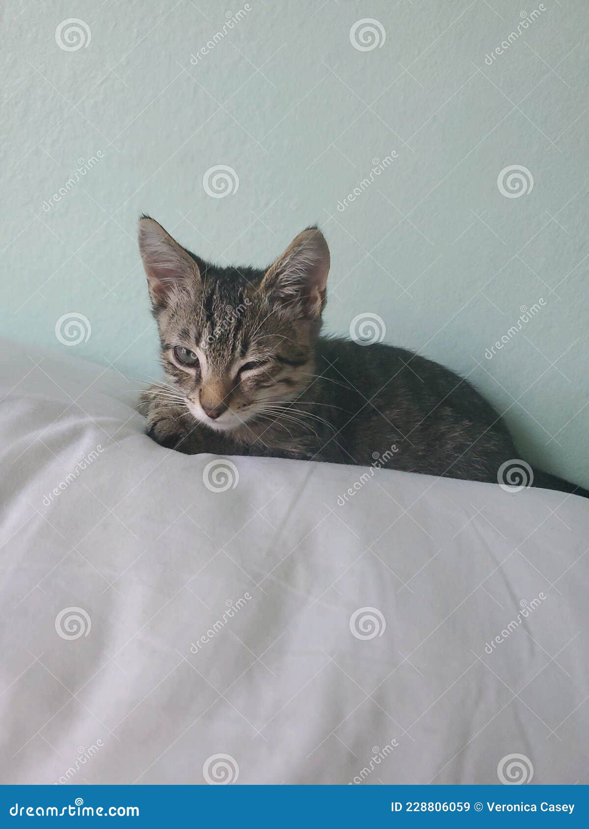 Happy Winking Kitten stock image. Image of whiskers - 228806059