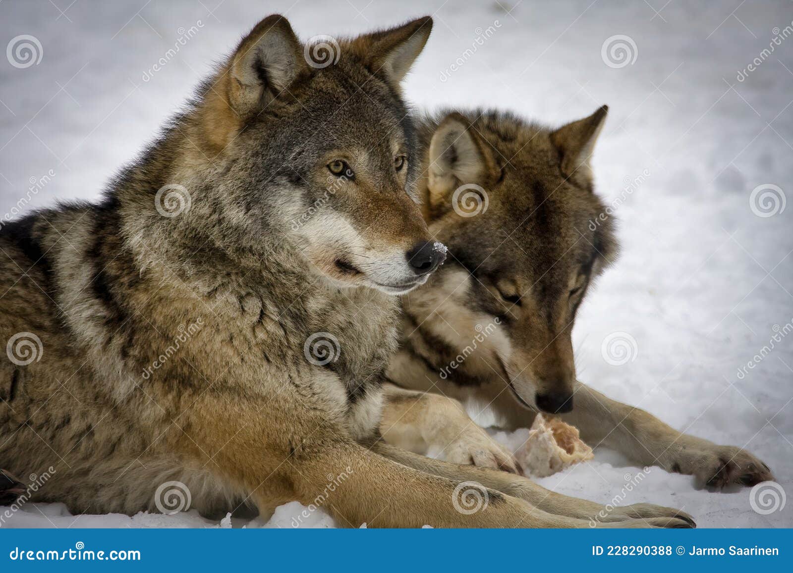 Happy wolf couple stock photo. Image of animal, canine - 228290388