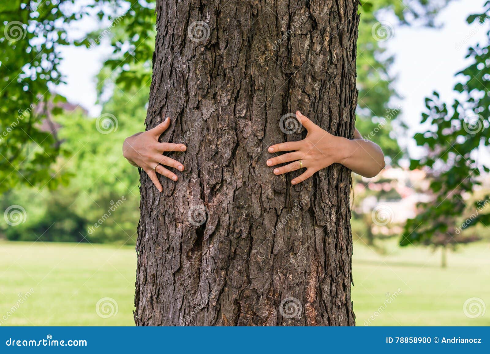 Happy Woman Hugging a Tree in the Forest Stock Photo - Image of ...