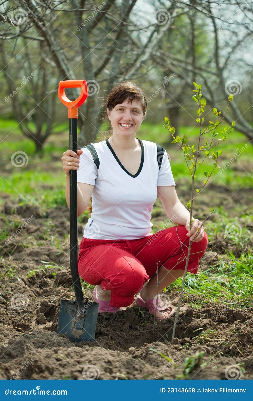 Happy Woman Planting Fruit Tree Stock Photo - Image of activity, girl ...
