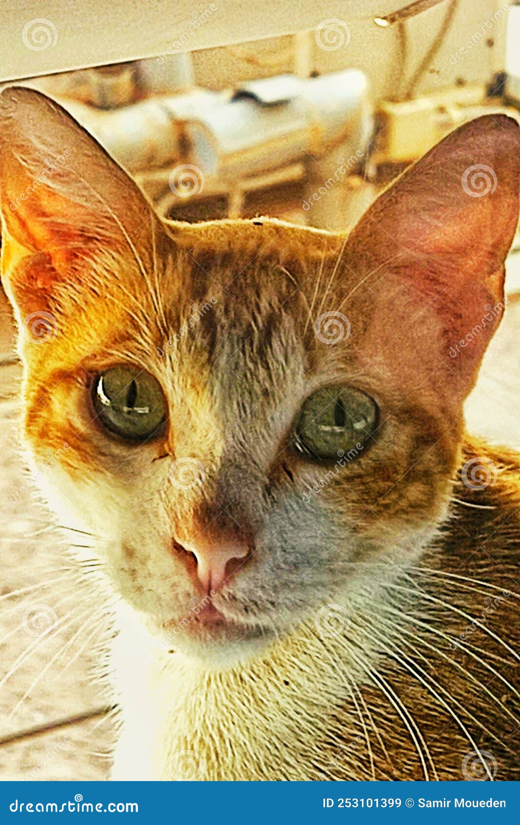 Yecat Stock Photos - Free & Royalty-Free Stock Photos from Dreamstime