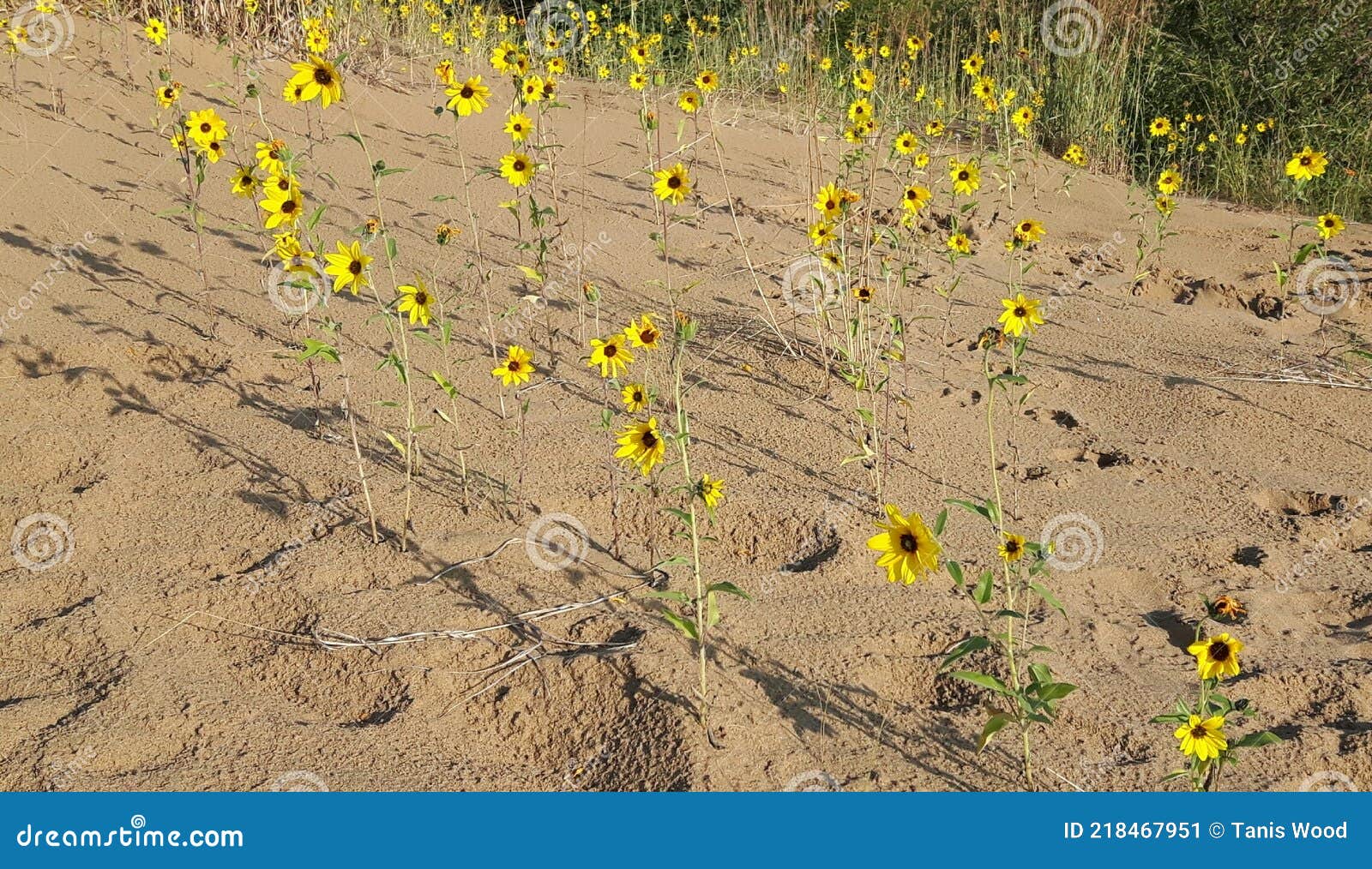 Happy Yellow Desert Flowers Stock Image - Image of yellow, sand: 218467951