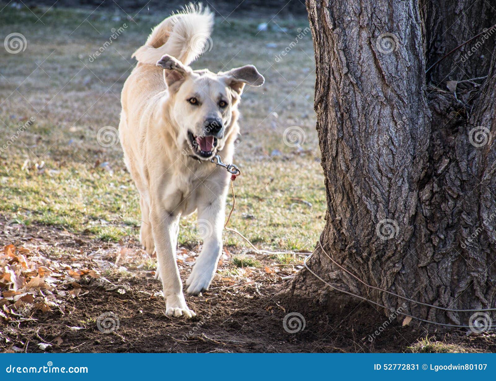 Happy yellow dog stock image. Image of look, animal, happy - 52772831