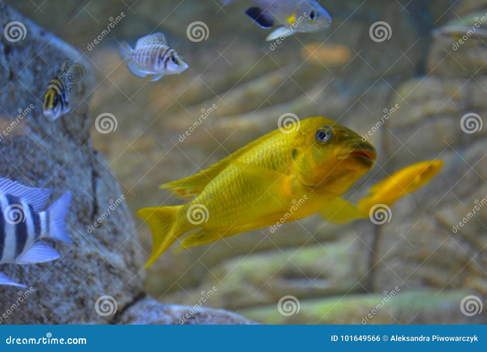 Happy fish stock photo. Image of white, black, rocks - 101649566