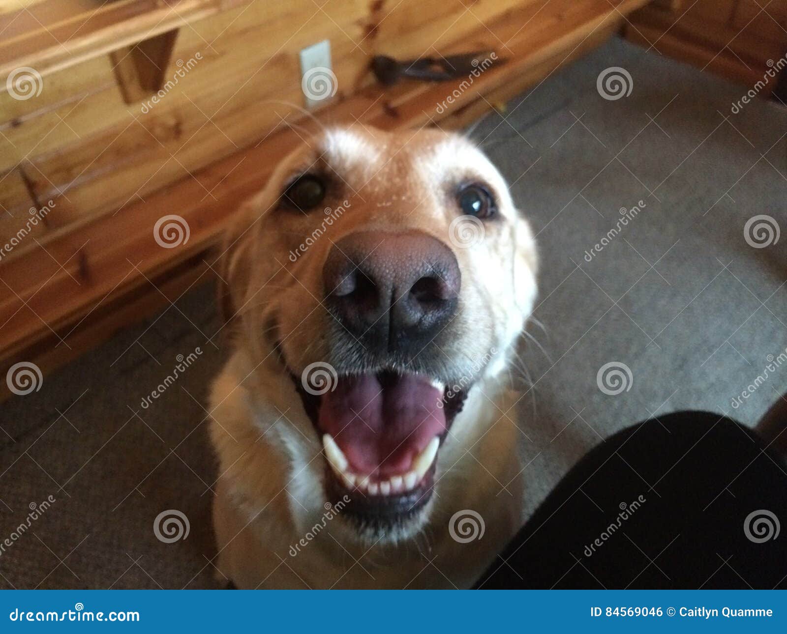 Happy yellow lab stock photo. Image of happy, yellow - 84569046