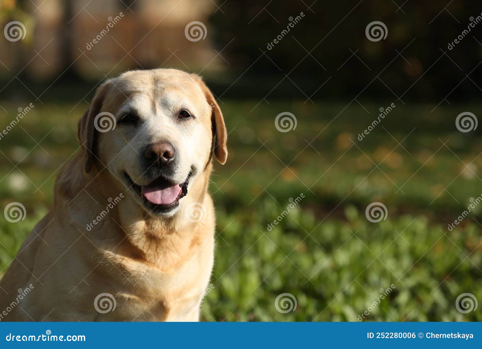 Happy Yellow Labrador in Park on Sunny Day. Space for Text Stock Photo ...