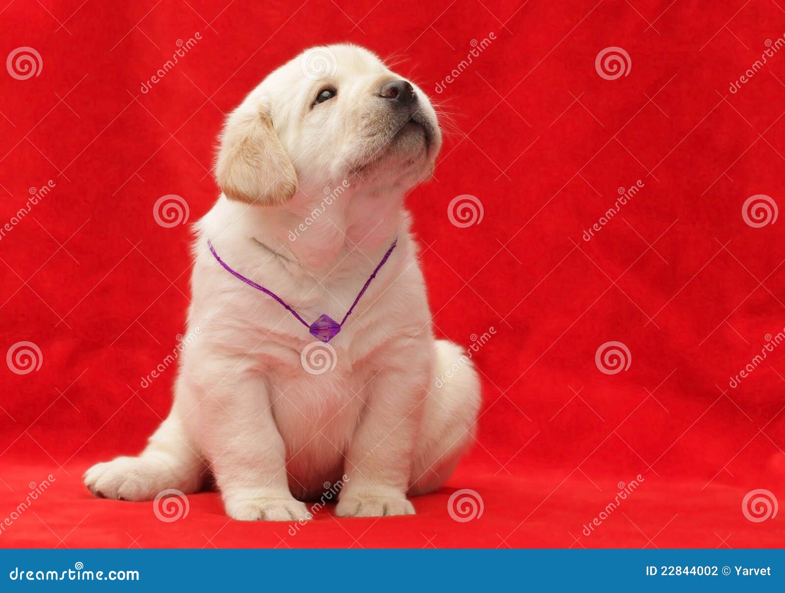 Happy Yellow Labrador Puppy Stock Photo - Image of retriever, labrador ...