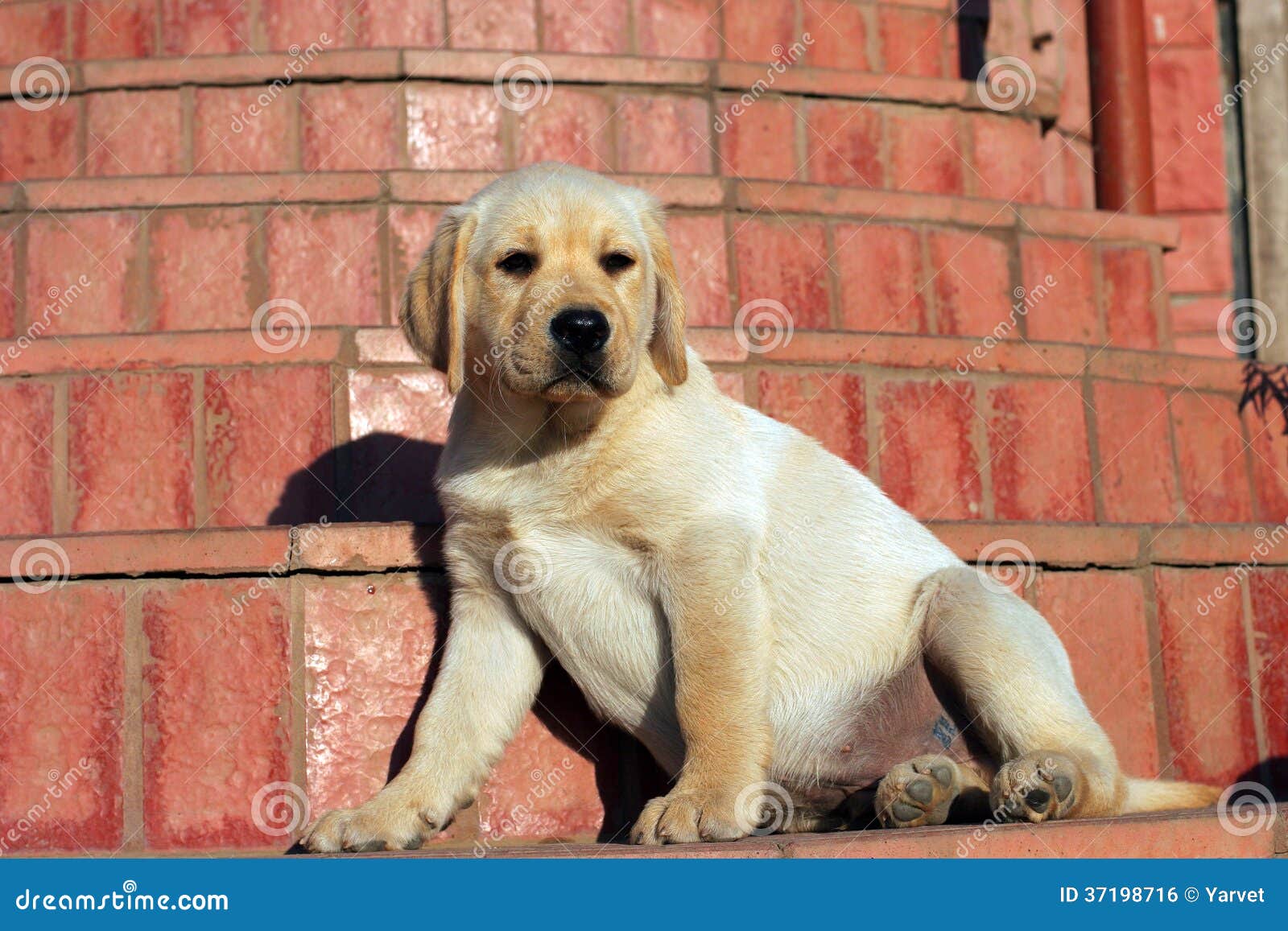 Happy Yellow Labrador Puppy Stock Photo - Image of sweet, play: 37198716