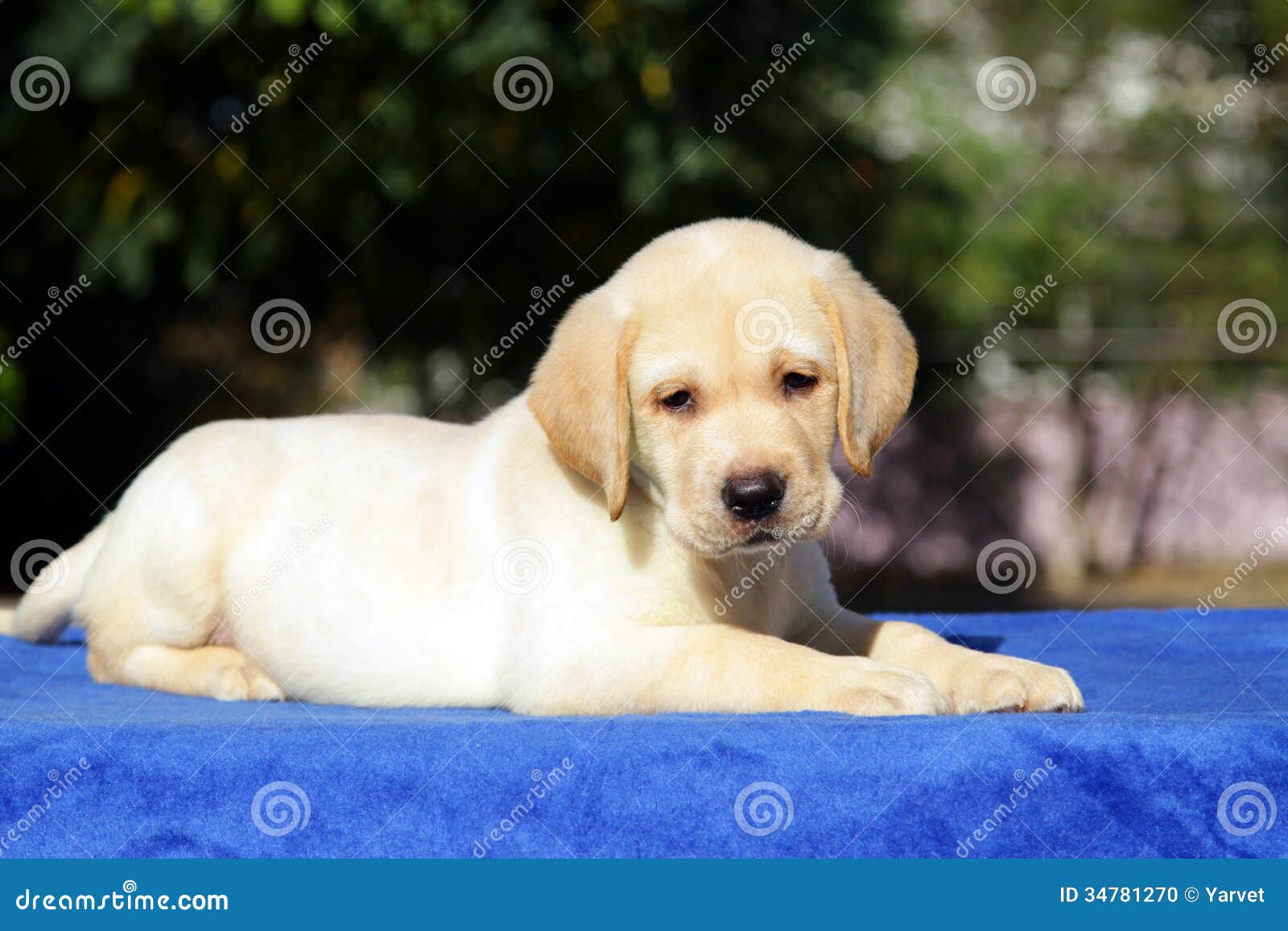 Happy Yellow Labrador Puppy Stock Photo - Image of puppy, labrador ...