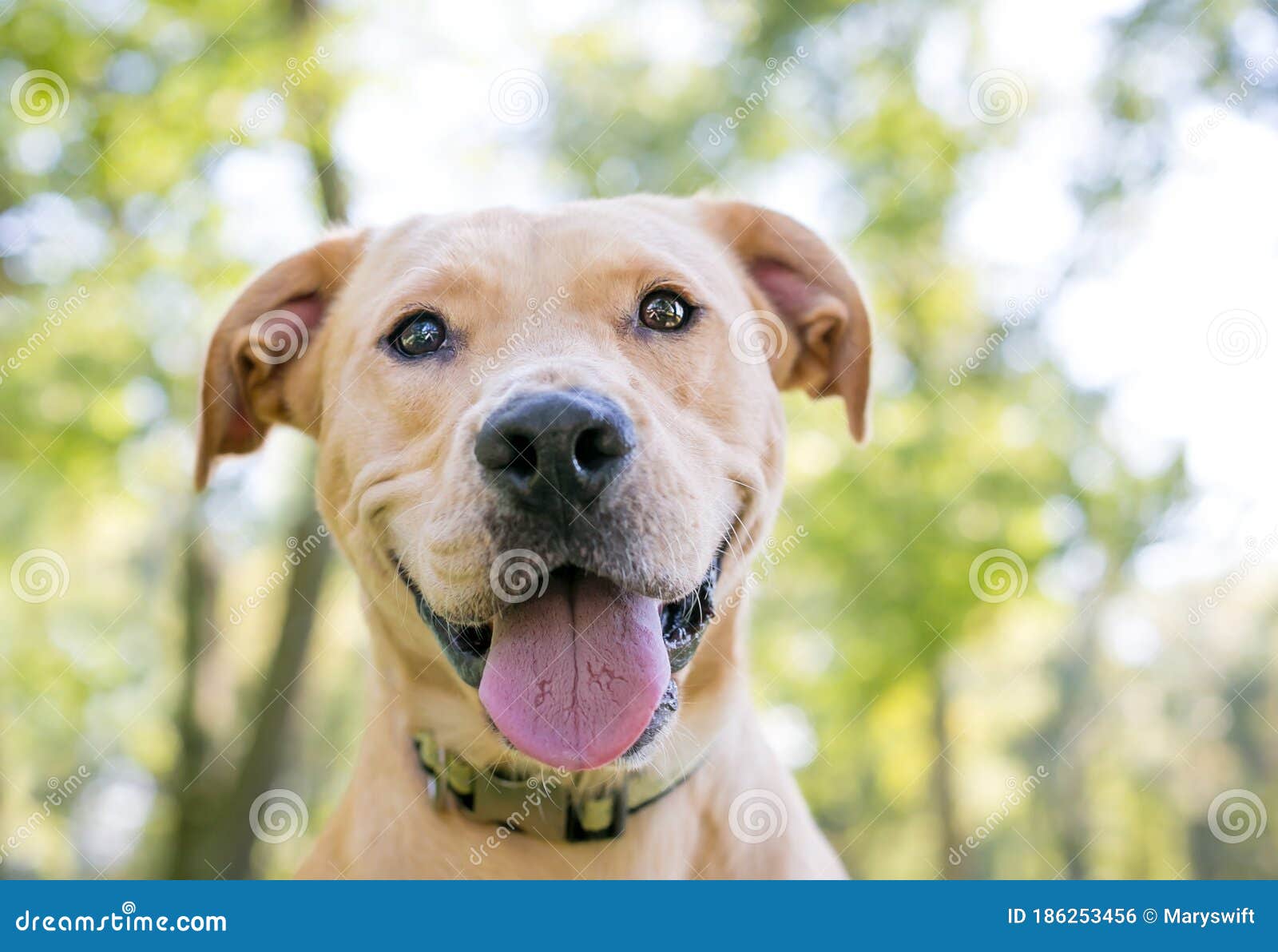 A Happy Yellow Labrador Retriever Mixed Breed Dog Stock Photo - Image ...