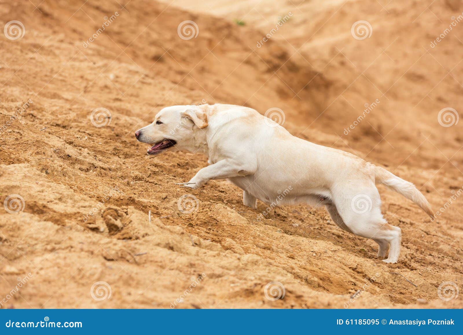 Happy yellow labrador. stock image. Image of moving, behavior - 61185095