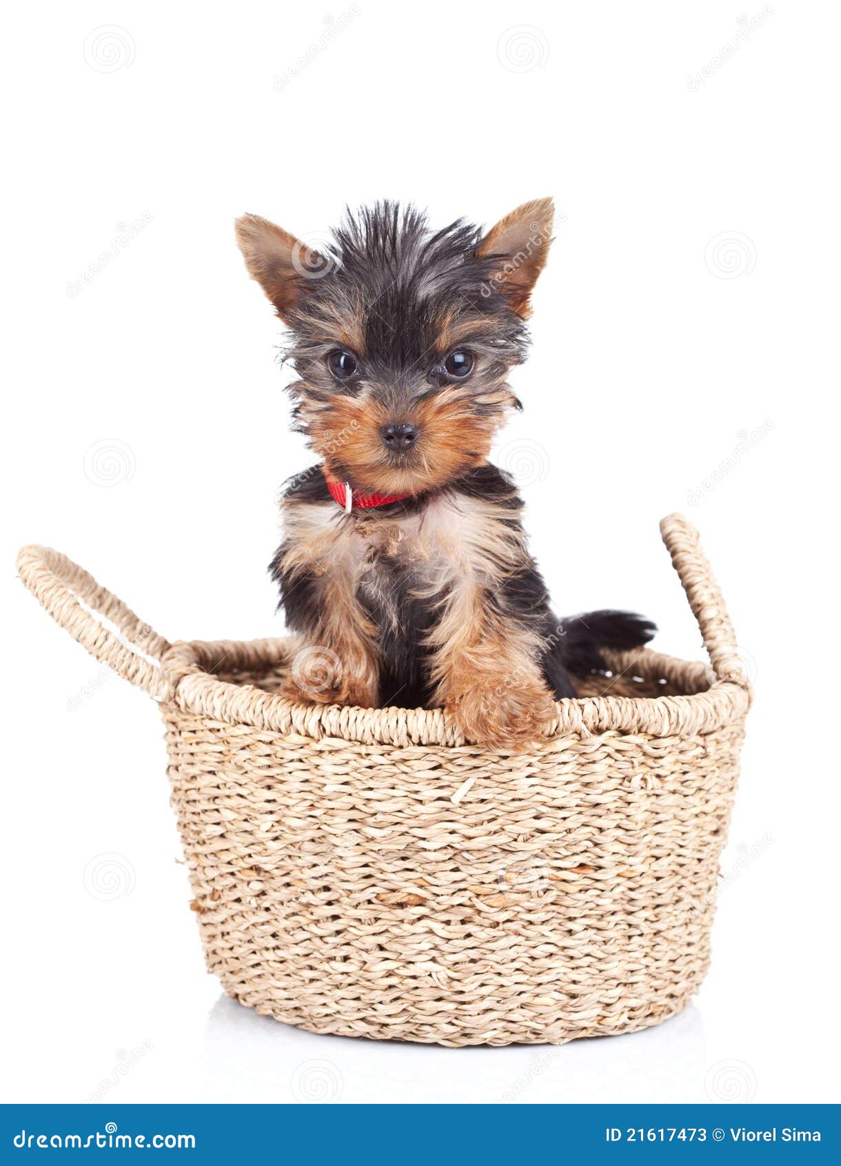 Happy yorkie toy stock image. Image of little, purebred - 21617473