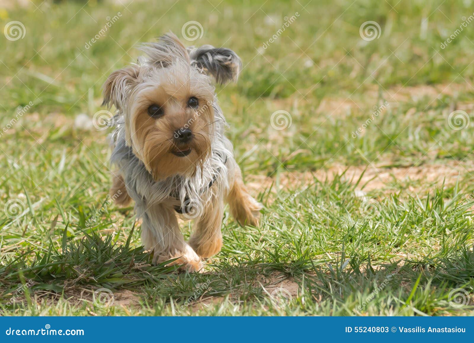 Happy Yorkshire Terrier Running. Stock Image - Image of running ...