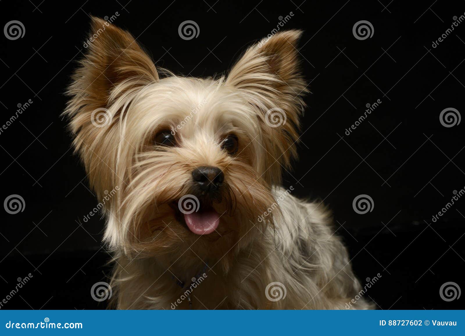 Happy Yorkshire Terrier Smiling in a Studio Shoot Stock Photo - Image ...