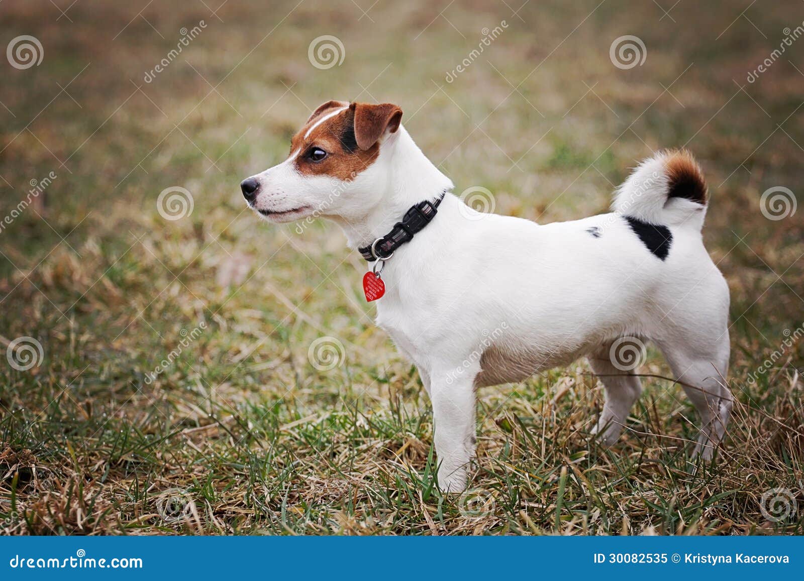 Jack Russell Terrier stock image. Image of jack, domestic - 30082535