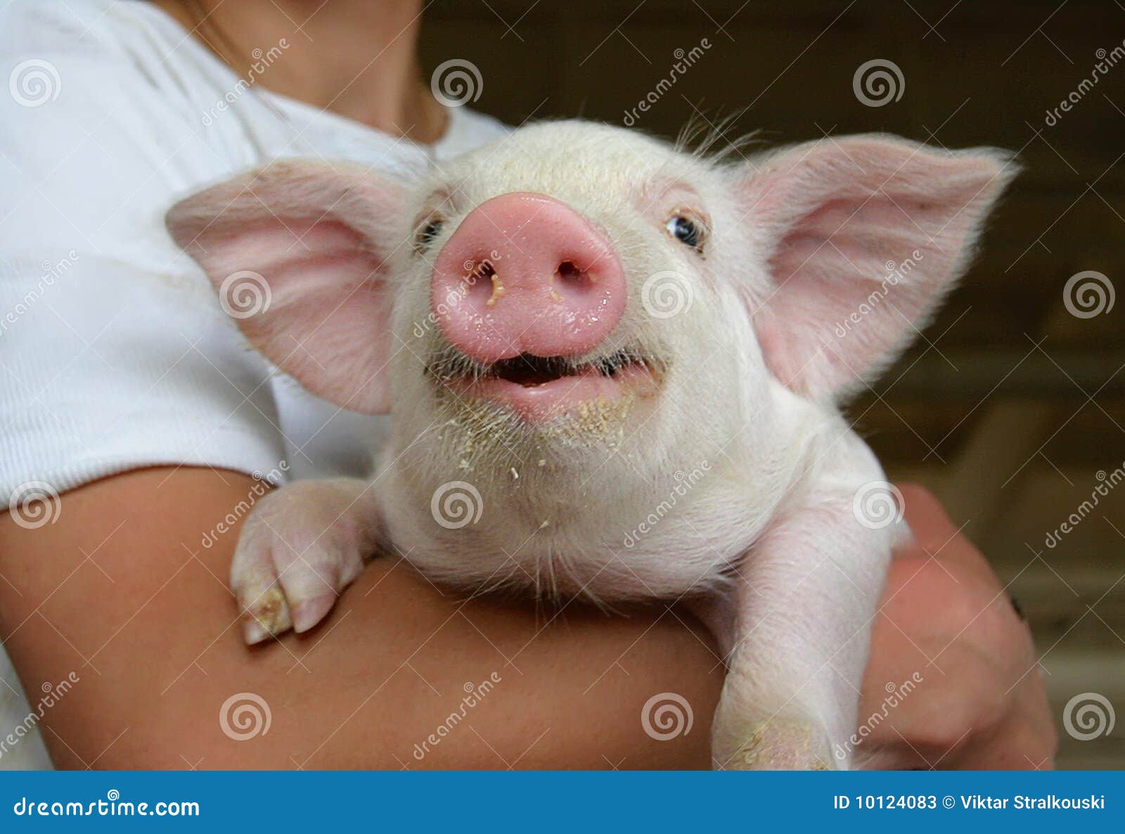 Happy young pig stock image. Image of pigsty, pasture - 10124083