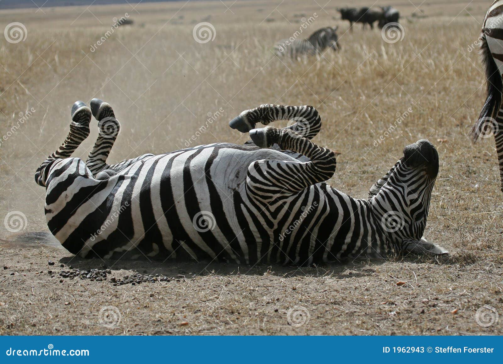 Happy Zebra stock image. Image of bathing, dust, care - 1962943