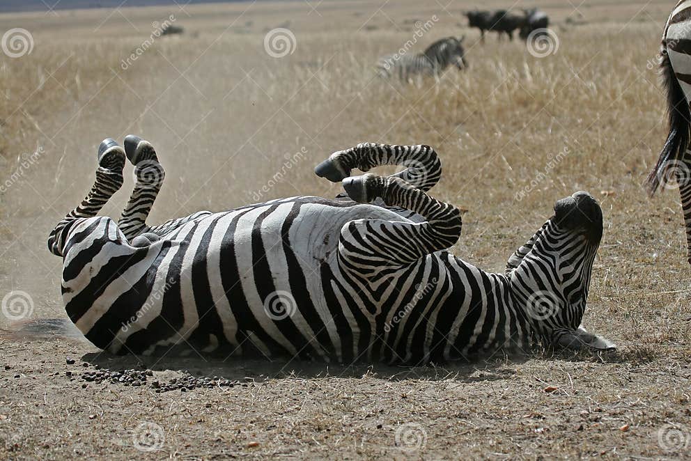 Happy Zebra stock image. Image of bathing, dust, care - 1962943