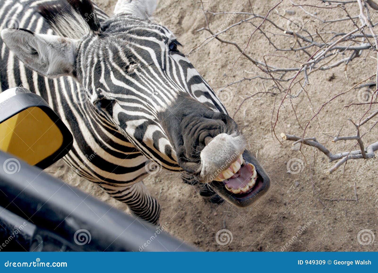 Happy Zebra stock image. Image of safari, laughing, happy - 949309