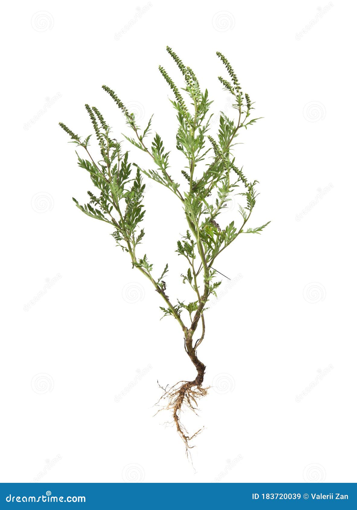 Haragana Aislada Sobre Fondo Blanco Imagen de archivo - Imagen de cubo ...