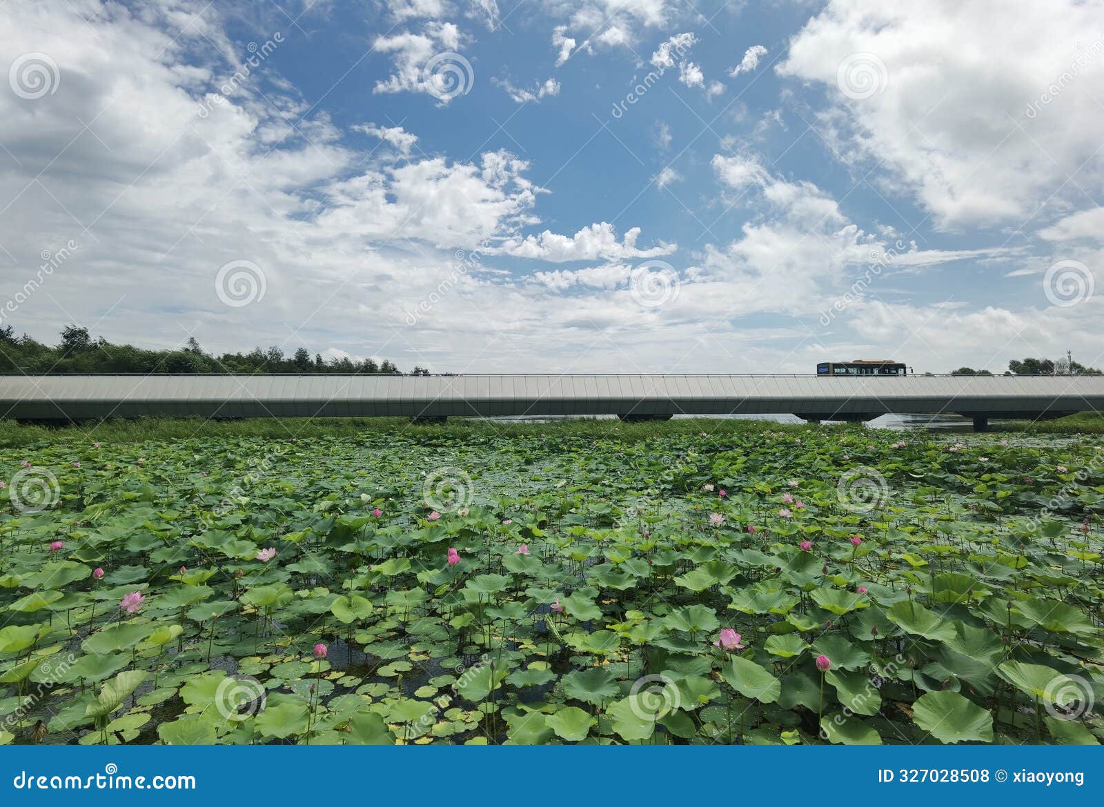 Harbin Wetland Park, Lotus and Sky Stock Photo - Image of crop, field ...