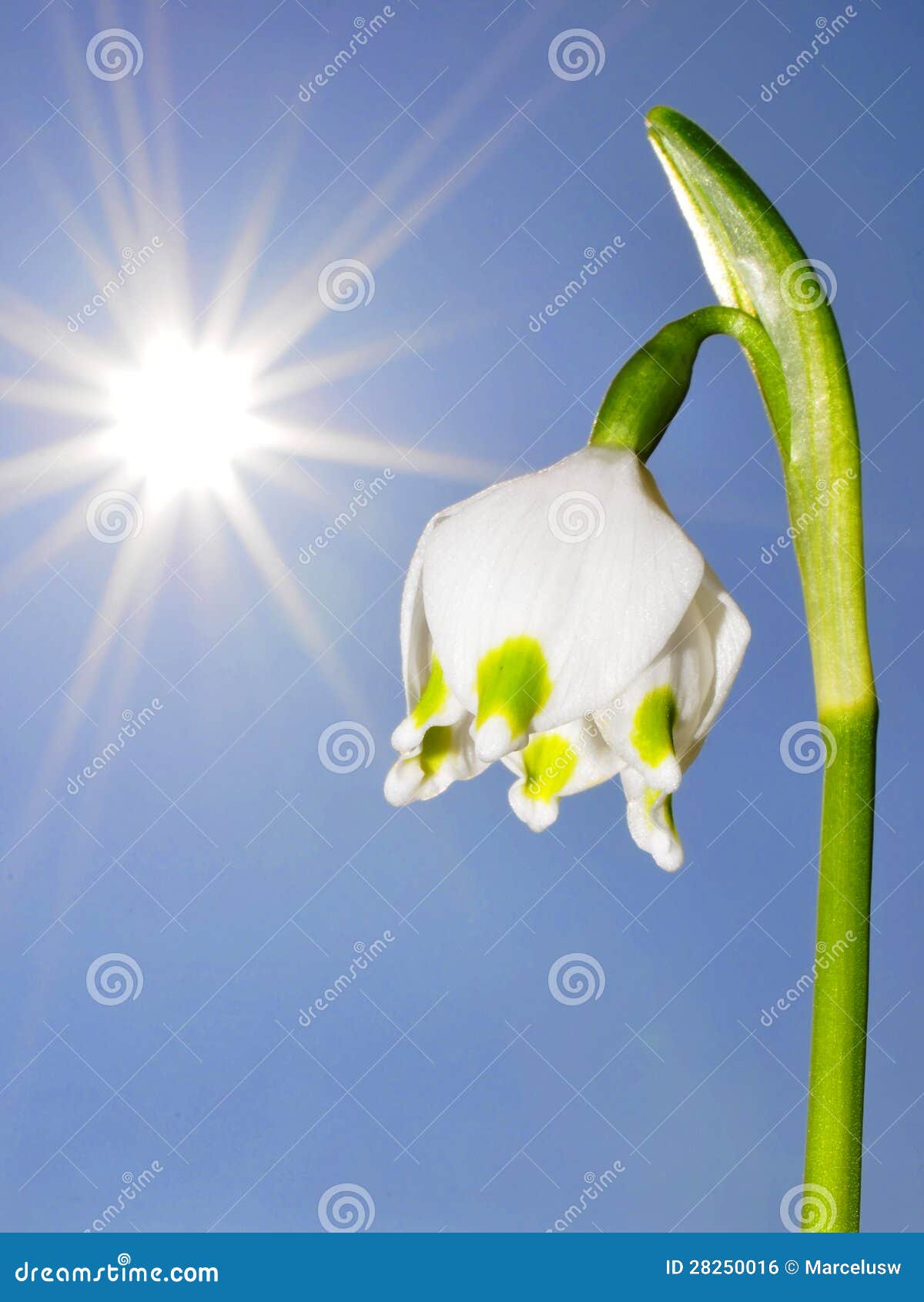 Harbinger of spring stock photo. Image of harbinger, plant - 28250016