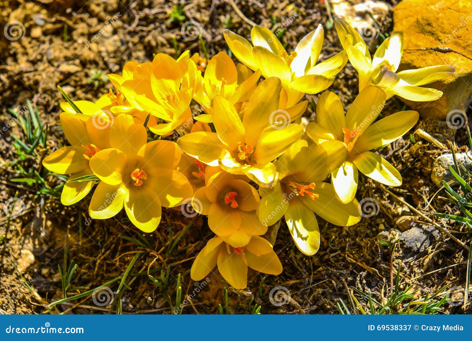 Harbinger of Spring Flowers Stock Image - Image of highland, region ...
