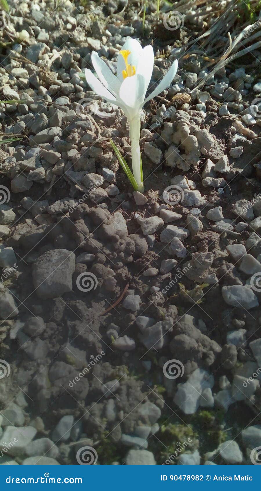 Harbinger of spring stock photo. Image of sunlight, saffron - 90478982