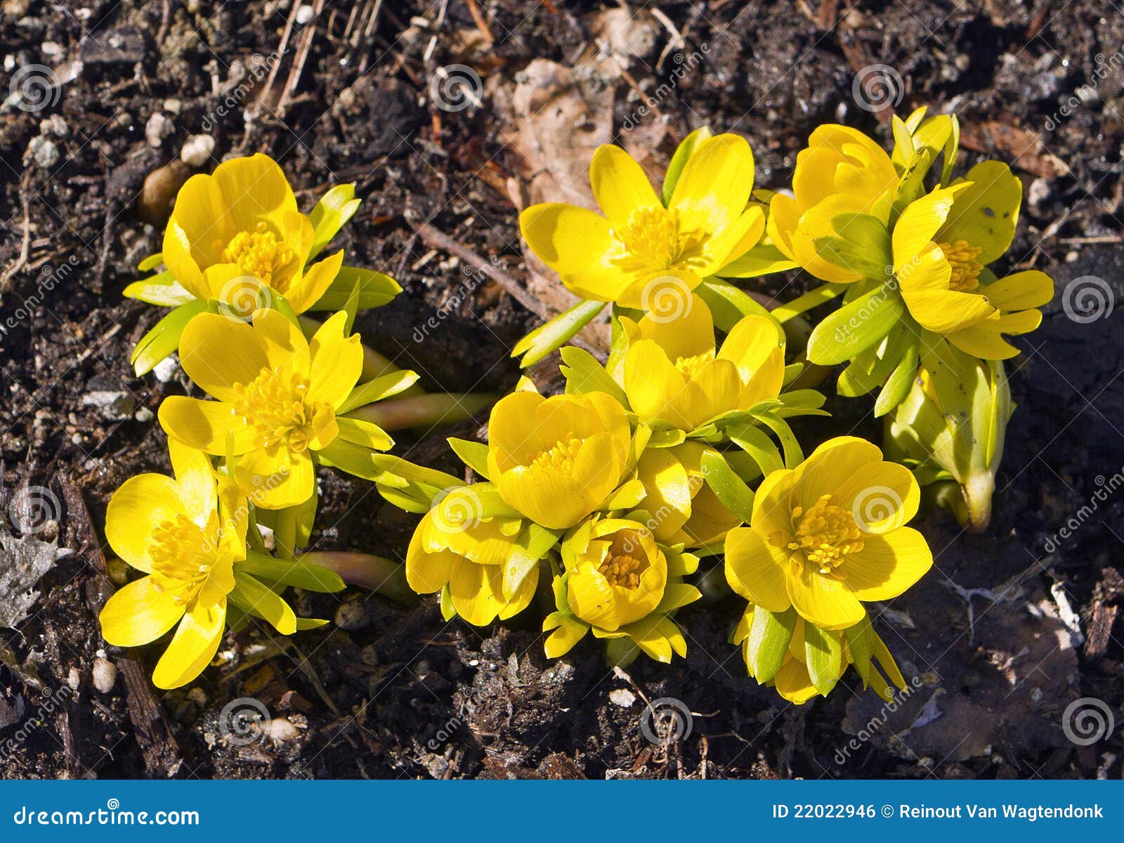 Harbingers of Spring stock photo. Image of perky, early - 22022946