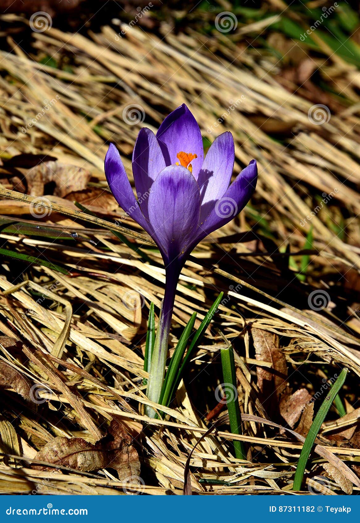 Harbingers of spring stock photo. Image of close, native - 87311182