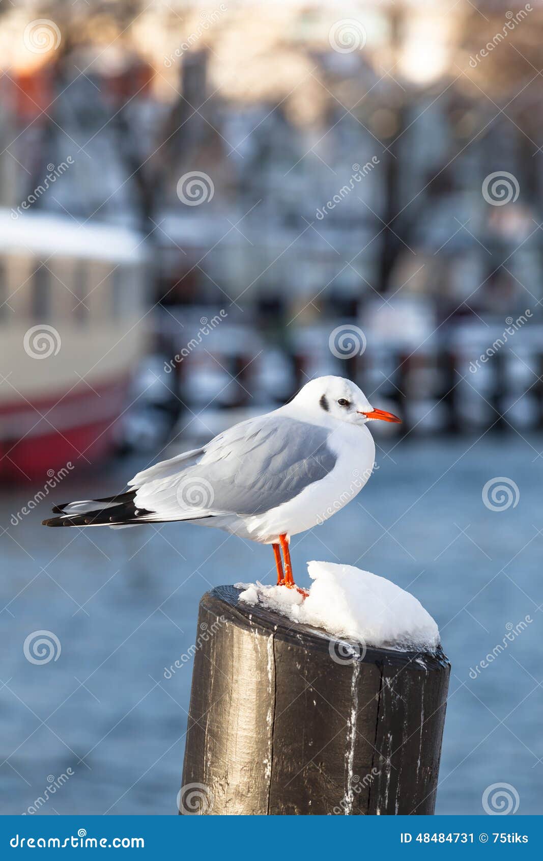 Harbor Seagull in Winter stock image. Image of seagull - 48484731