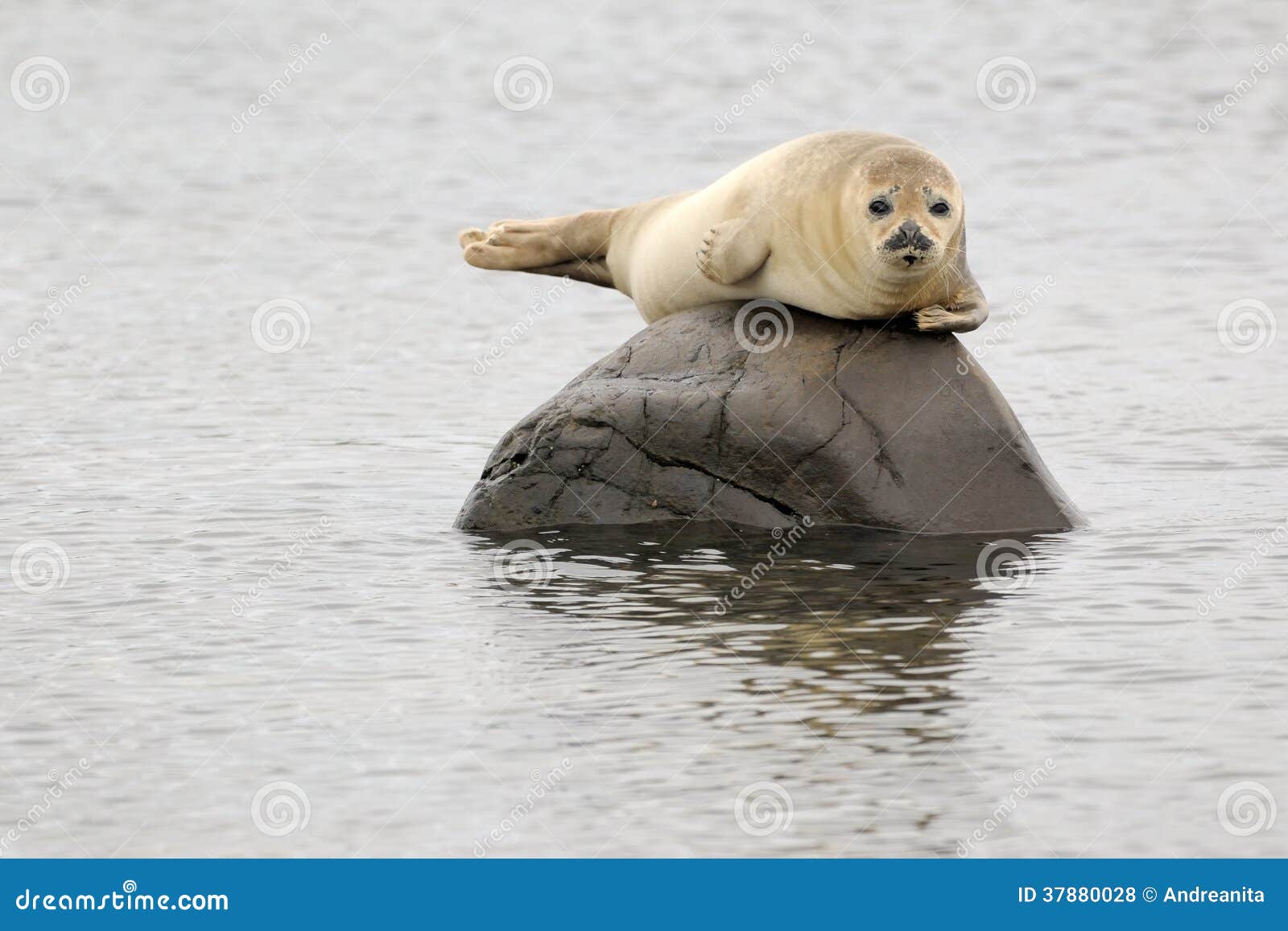 Ocean View Seals Lying Rocks Stock Photos - Free & Royalty-Free Stock ...