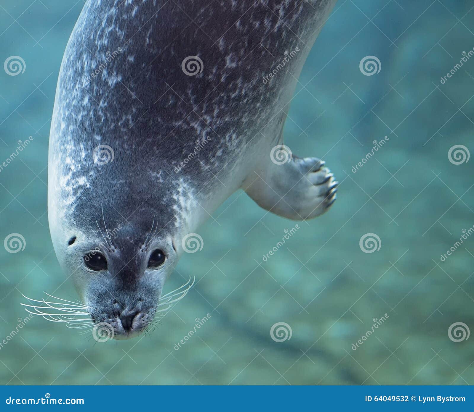 Harbor Seal stock photo. Image of seal, selective, water - 64049532