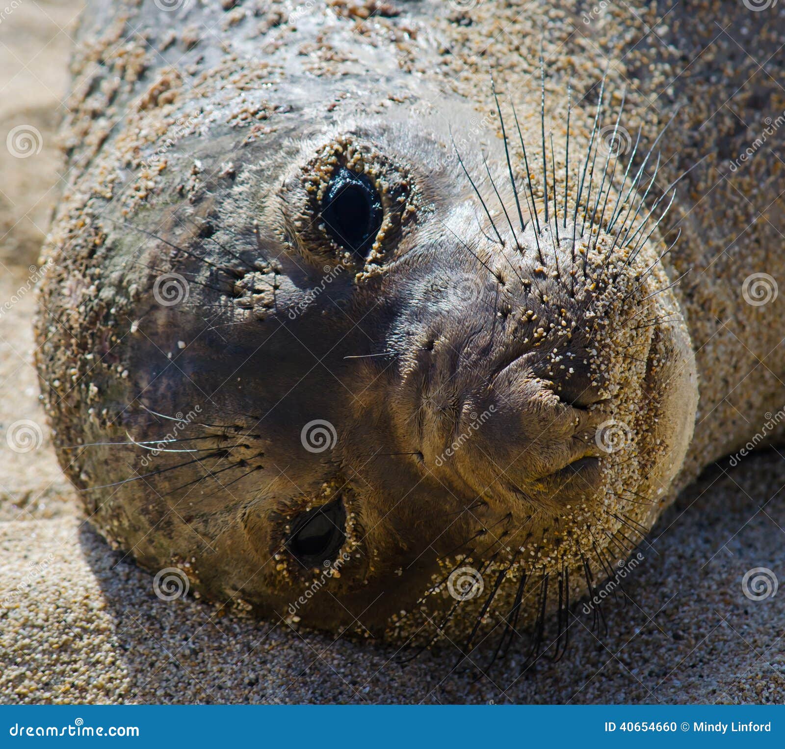 Harbor Seal Closeup stock photo. Image of eyes, moon - 40654660