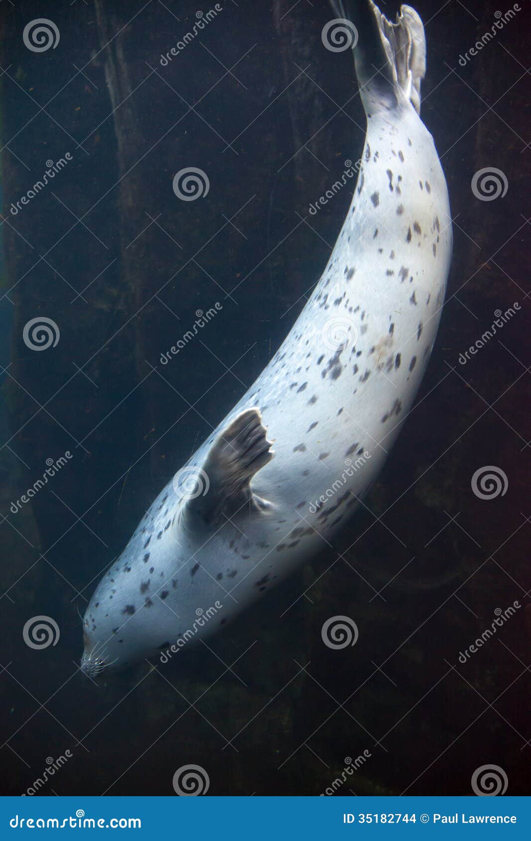 Harbor Seal Diving stock photo. Image of vitulina, marine - 35182744