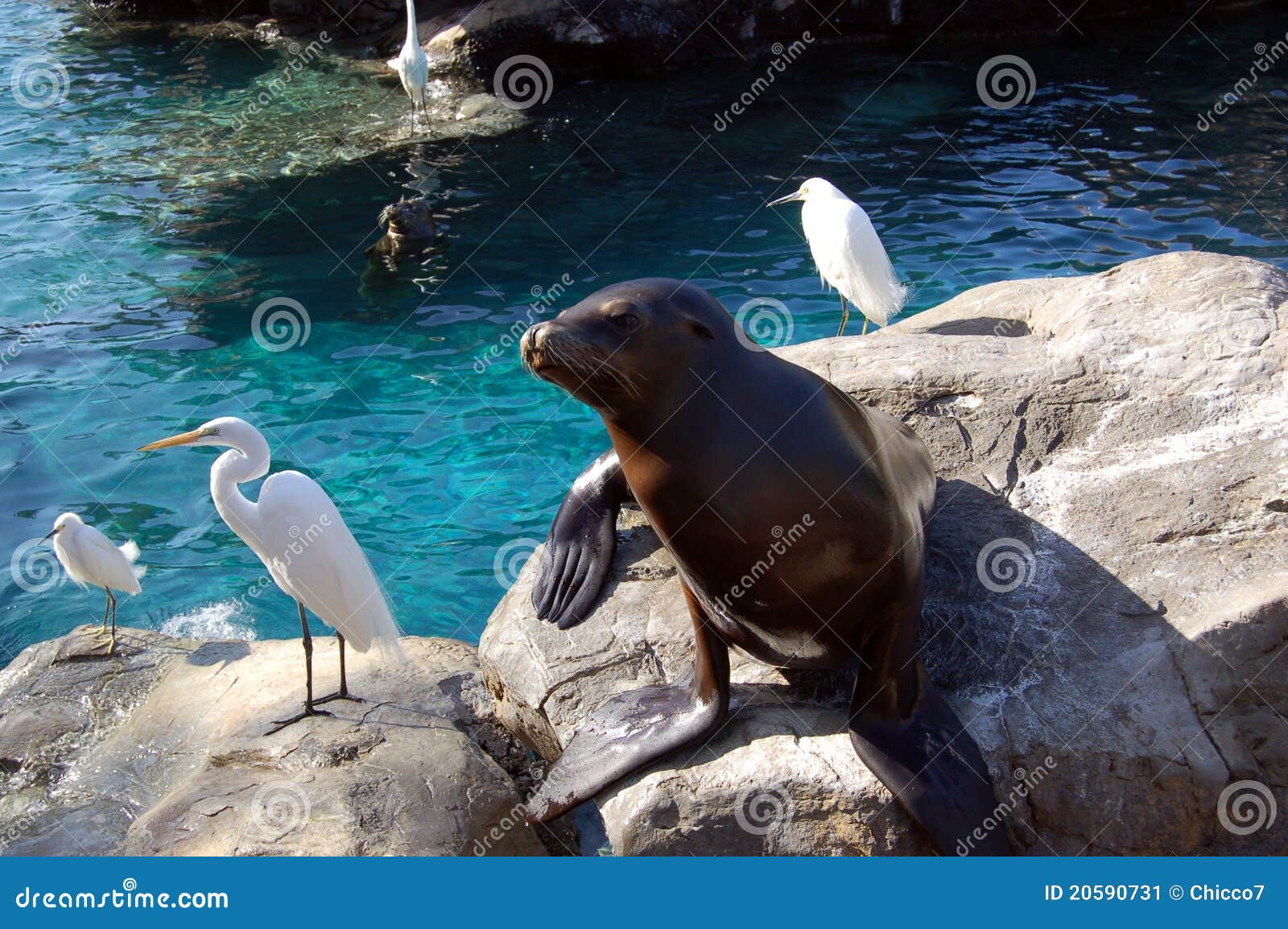 Harbor Seal and Egrets at Seaworld Pool Stock Image - Image of natural ...