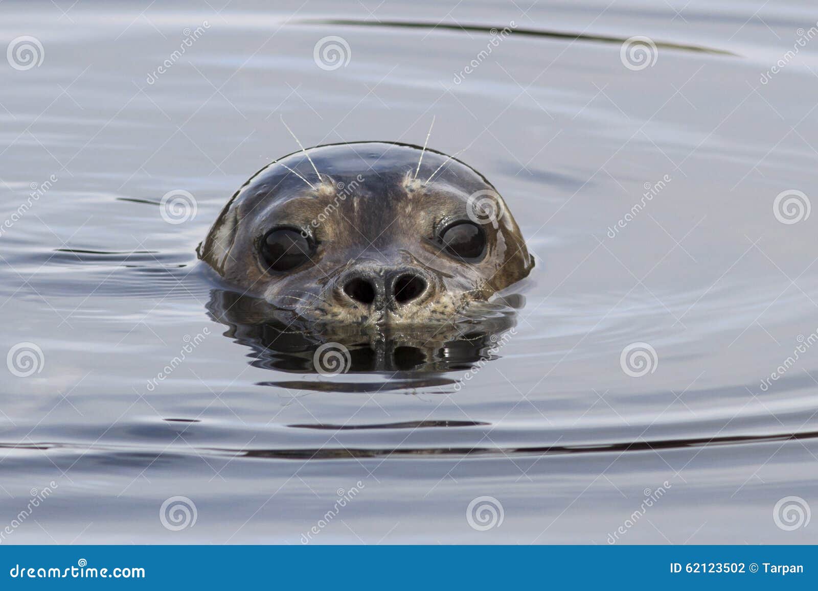 Harbor Seal Head that Looks Out of the Stock Photo - Image of spring ...