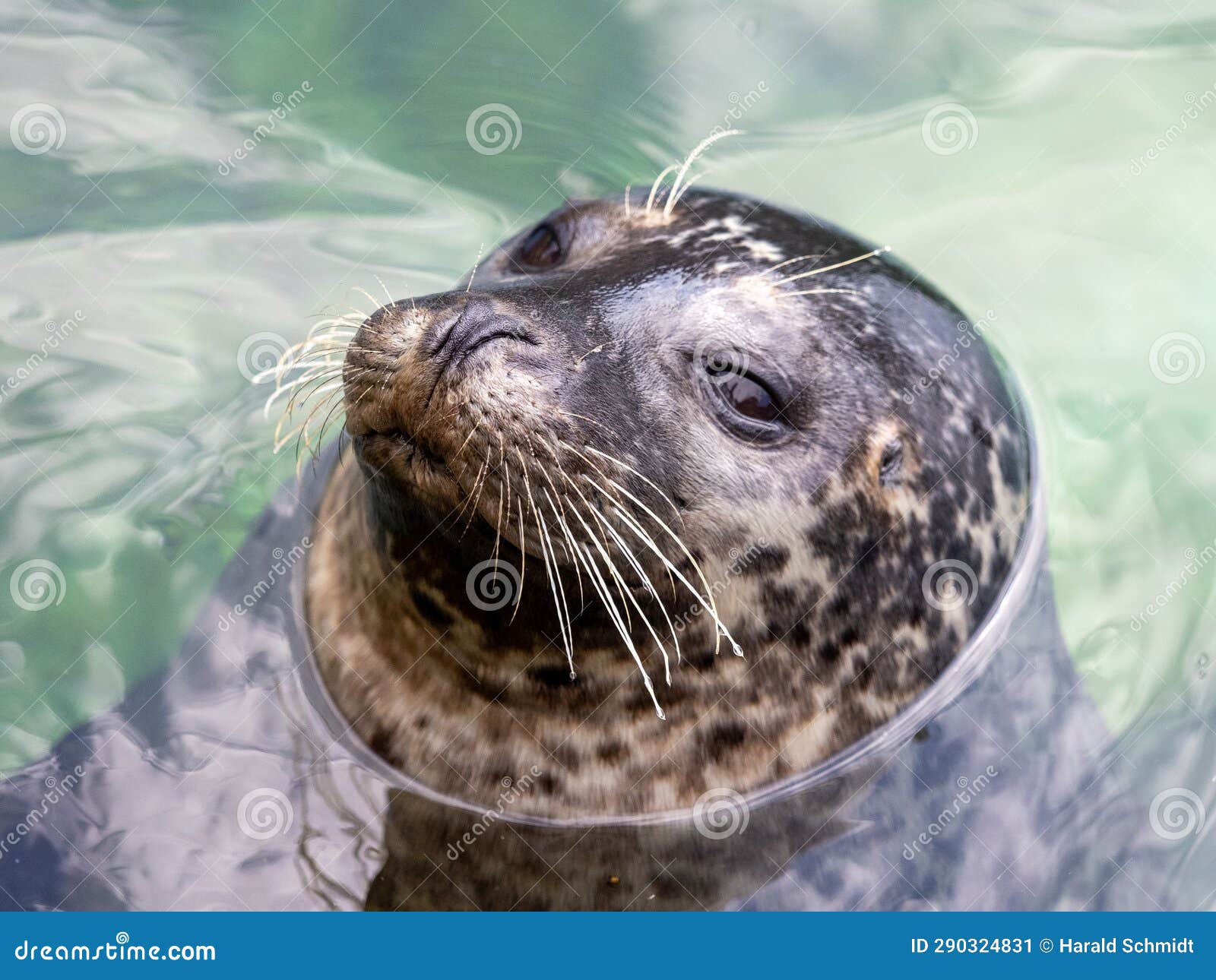 Harbor Seal Looking Out of the Water Stock Image - Image of nature ...