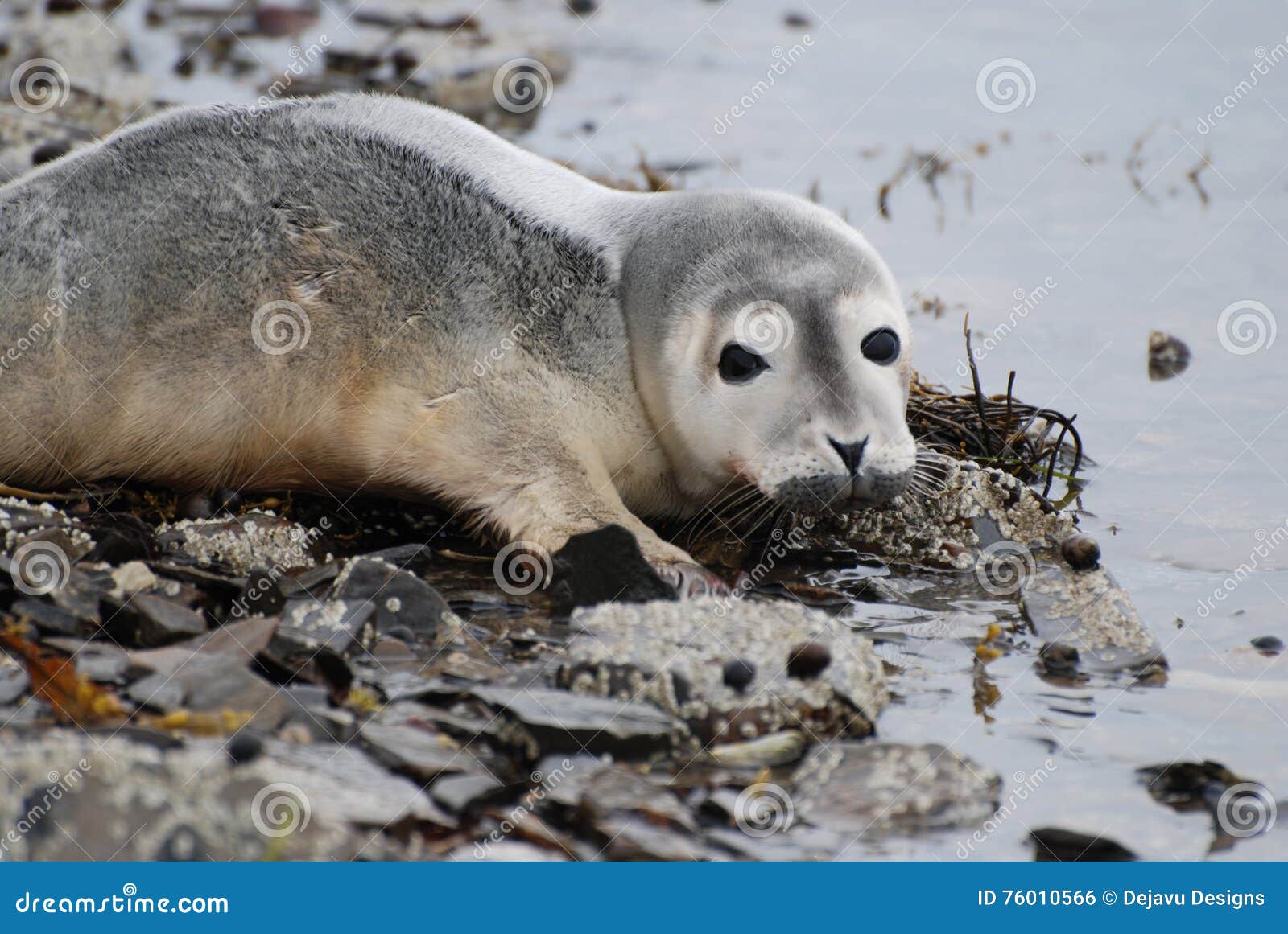 Harbor Seal Pup at the Ocean S Edge Stock Photo - Image of adorable ...