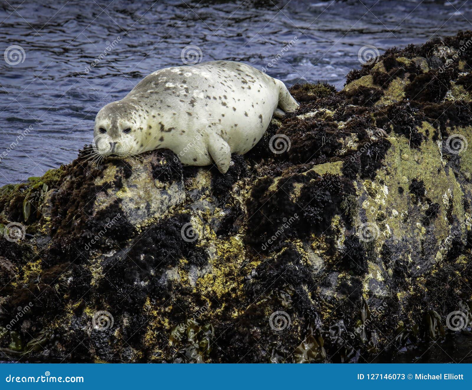 Harbor Seal on Rocks stock image. Image of laying, ripples - 127146073